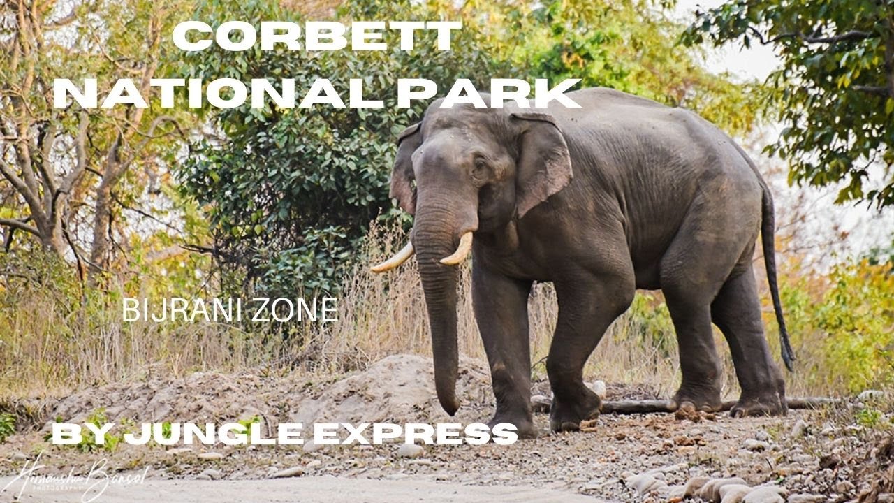 BIJRANI ZONE OF JIM CORBET NATIONAL PARK - YouTube