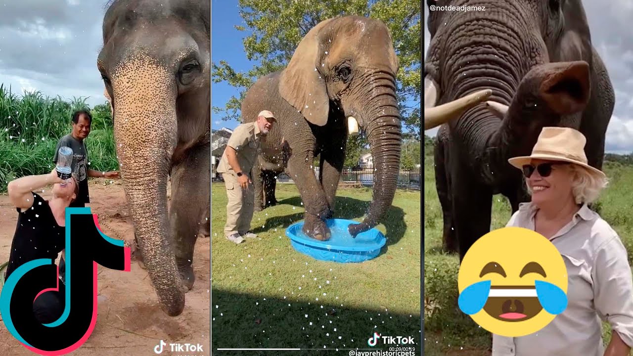 Cute Elephant - Funny Elephants Trolling Human Compilation - YouTube