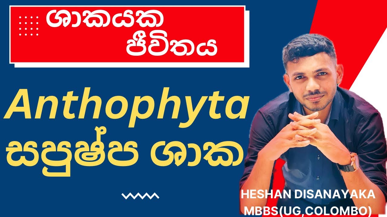 Anthophyta life cycle # සපුෂ්ප ශාකයක ජීවන චක්‍රය - YouTube