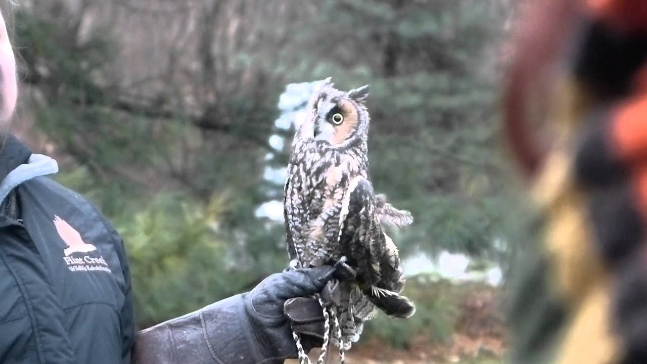 Long-eared Owl Release - YouTube