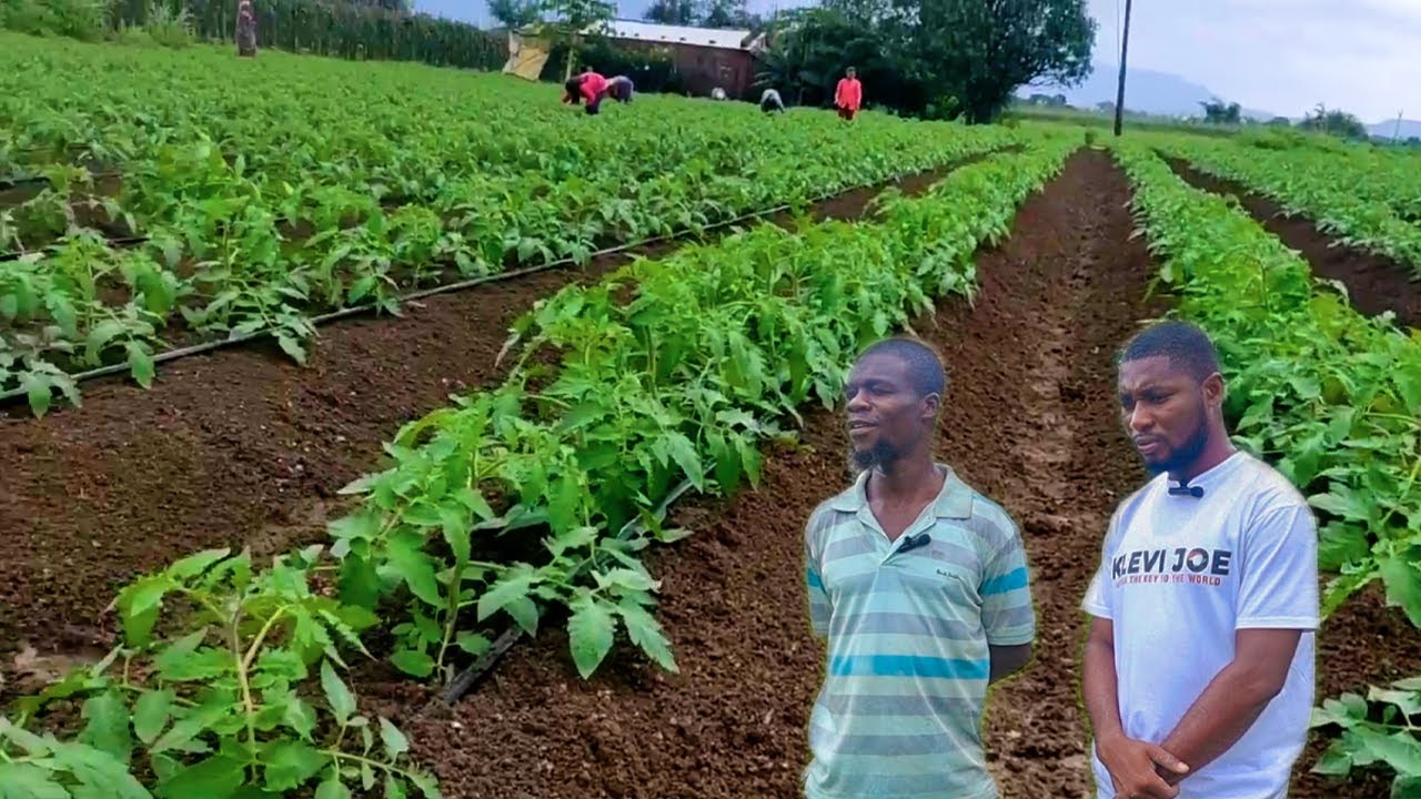 How a School Dropout Achieved Riches through Vegetable Farming in Ghana ...