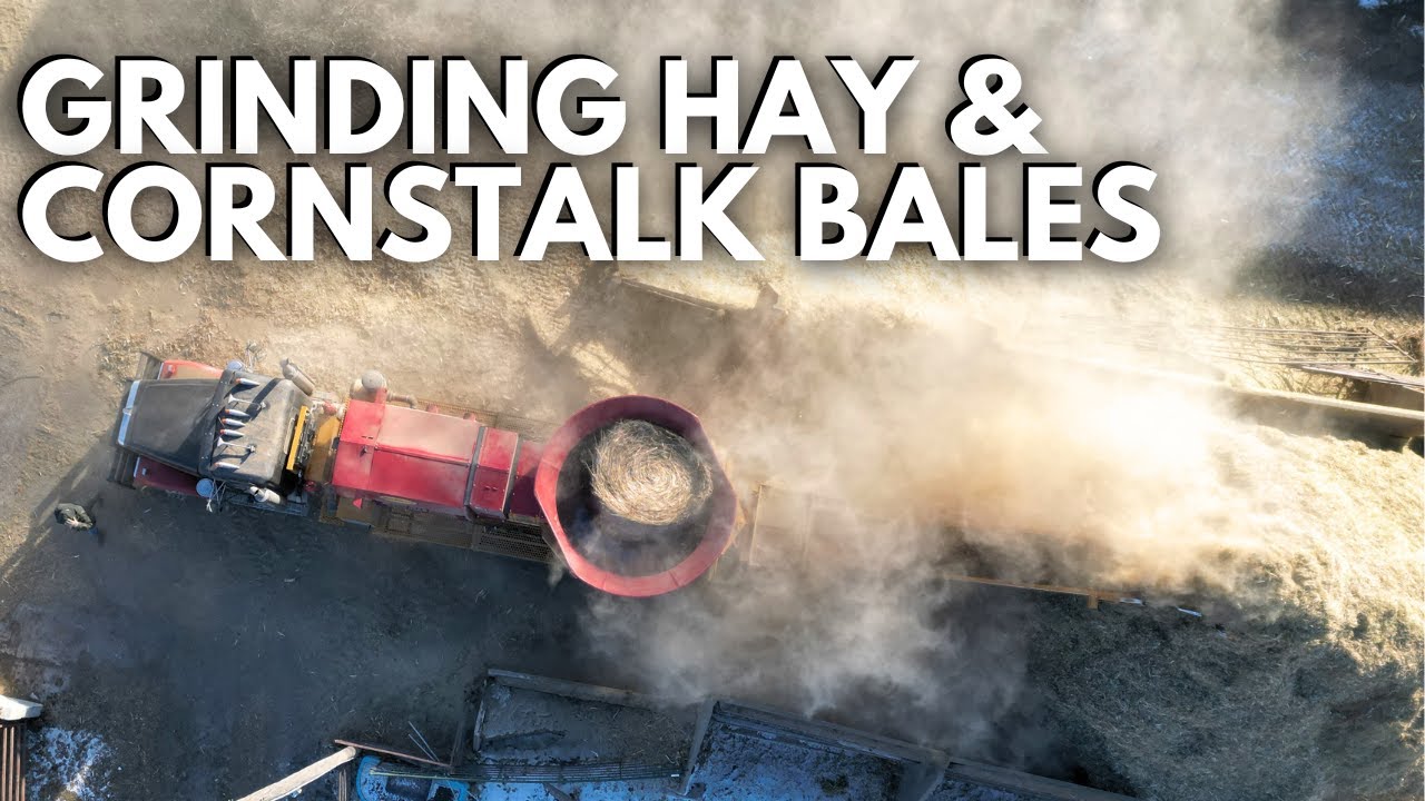 Grinding hay with a Haybuster tub grinder | Day in the life of a 27 ...