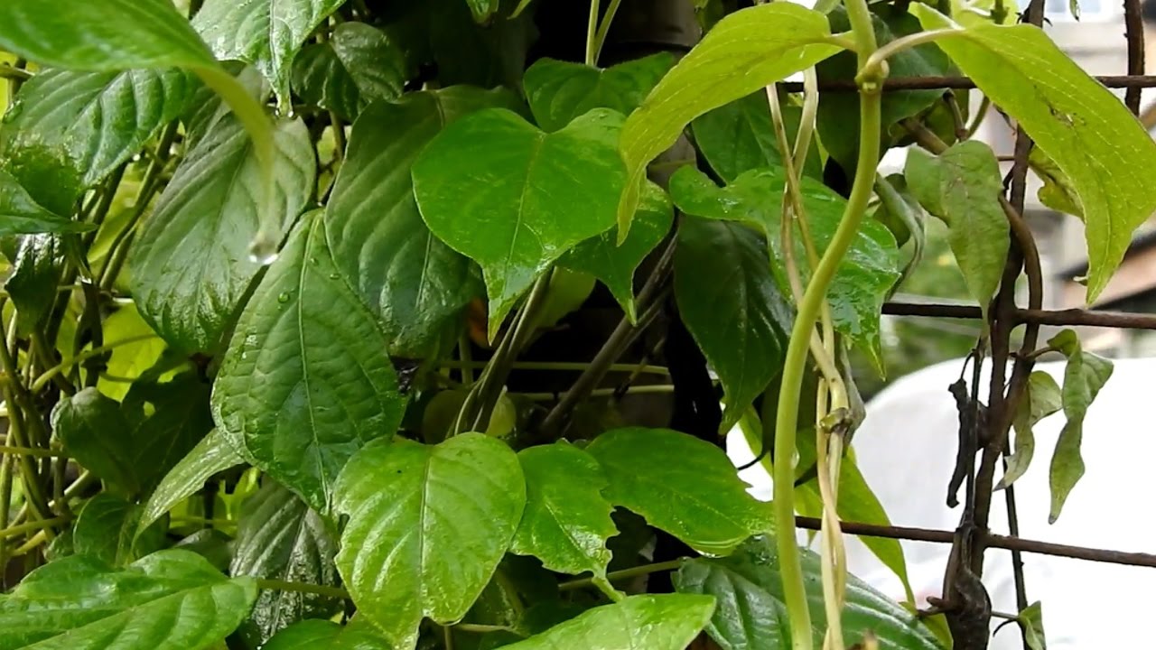 Super Tonic plant - YouTube