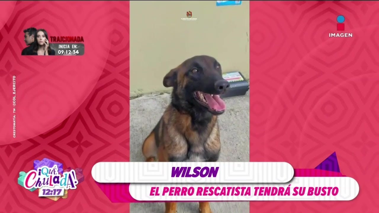 'Wilson' perrito desaparecido en la selva recibirá homenaje y su busto ...