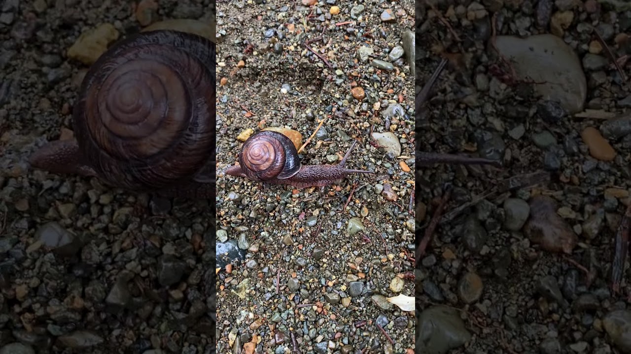 Gorgeous red snail - YouTube