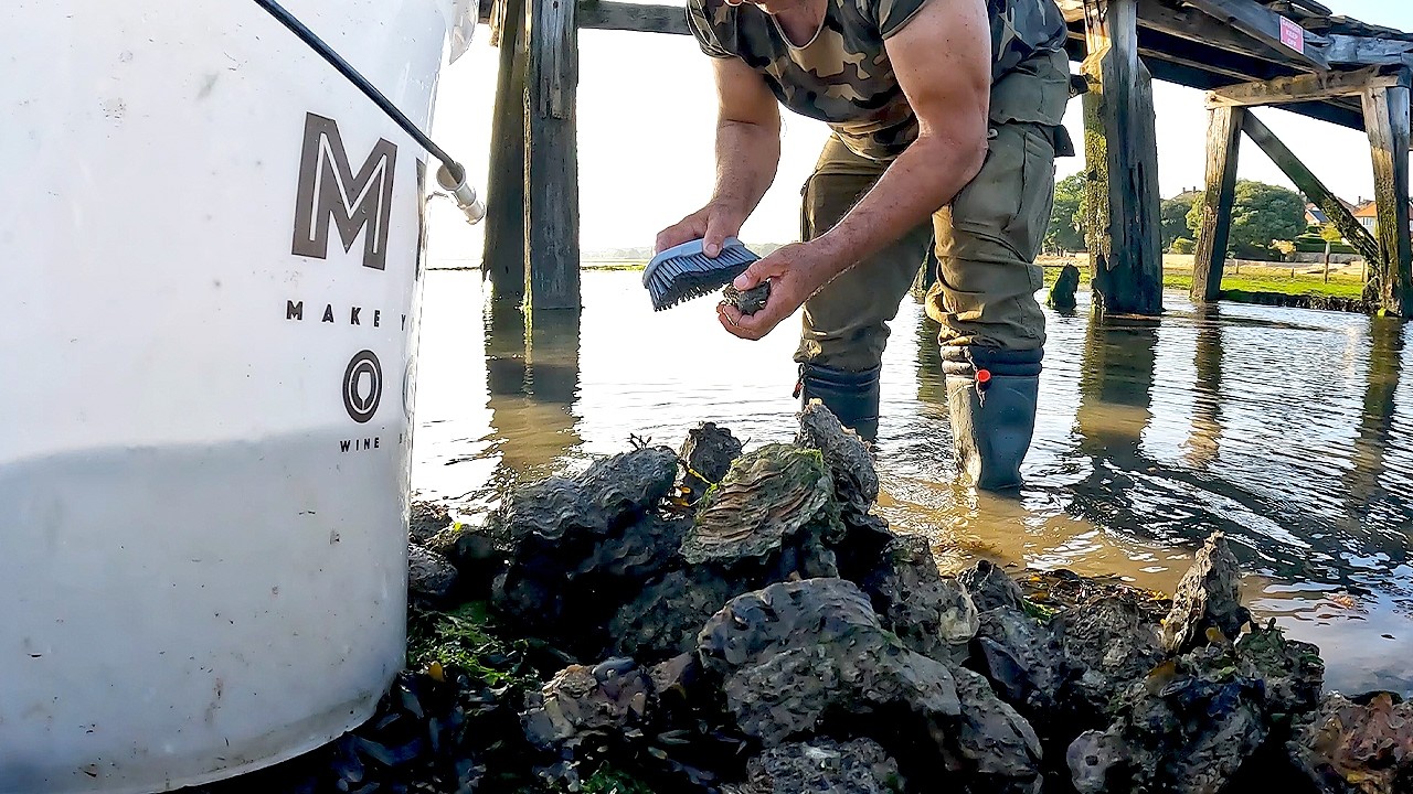 Catching & Cooking Oysters! #seafood #oysters - YouTube