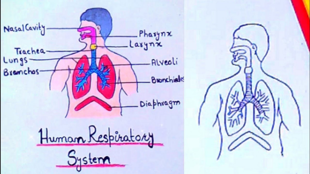 Human Respiratory system CBSE Diagram With labeled ||Respiratory system ...