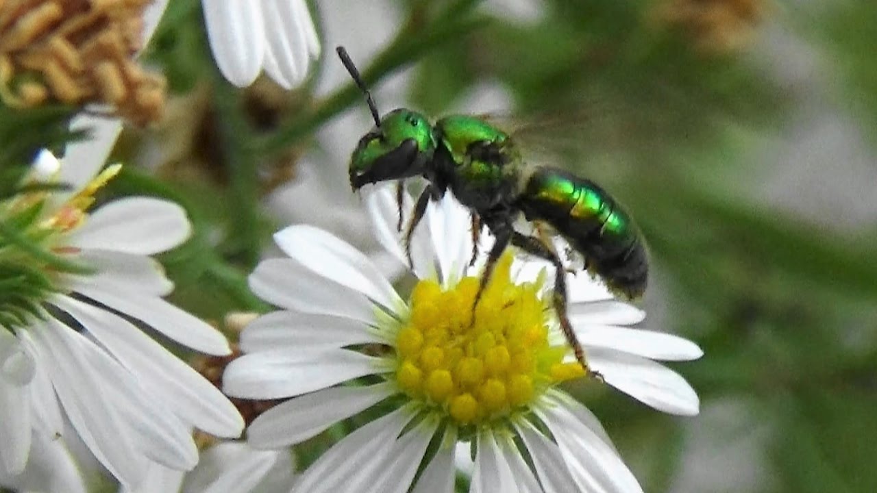 Pure Green Sweat Bee in slow motion (Augochlora pura) - YouTube