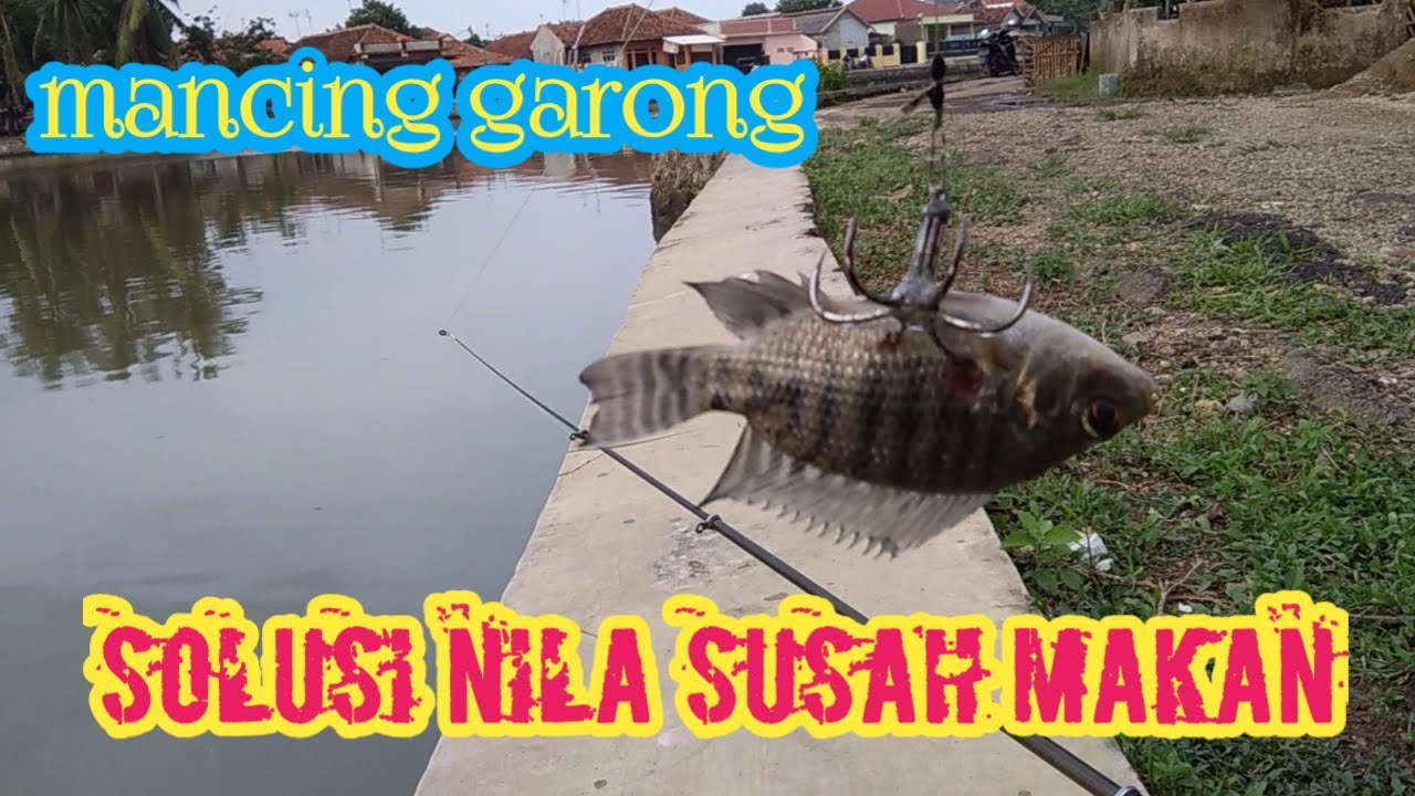 mancing garong ikan nila || solusi nila susah makan - YouTube