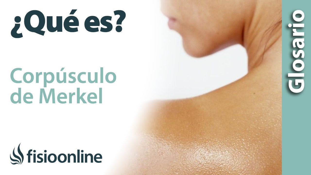 CORPÚSCULO de MERKEL | Qué es, dónde se encuentra, cuál es su función y ...
