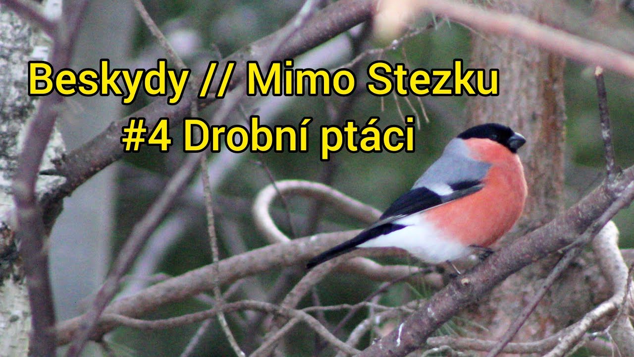 Slezské Beskydy | Mimo stezku #4 Drobní ptáci - YouTube
