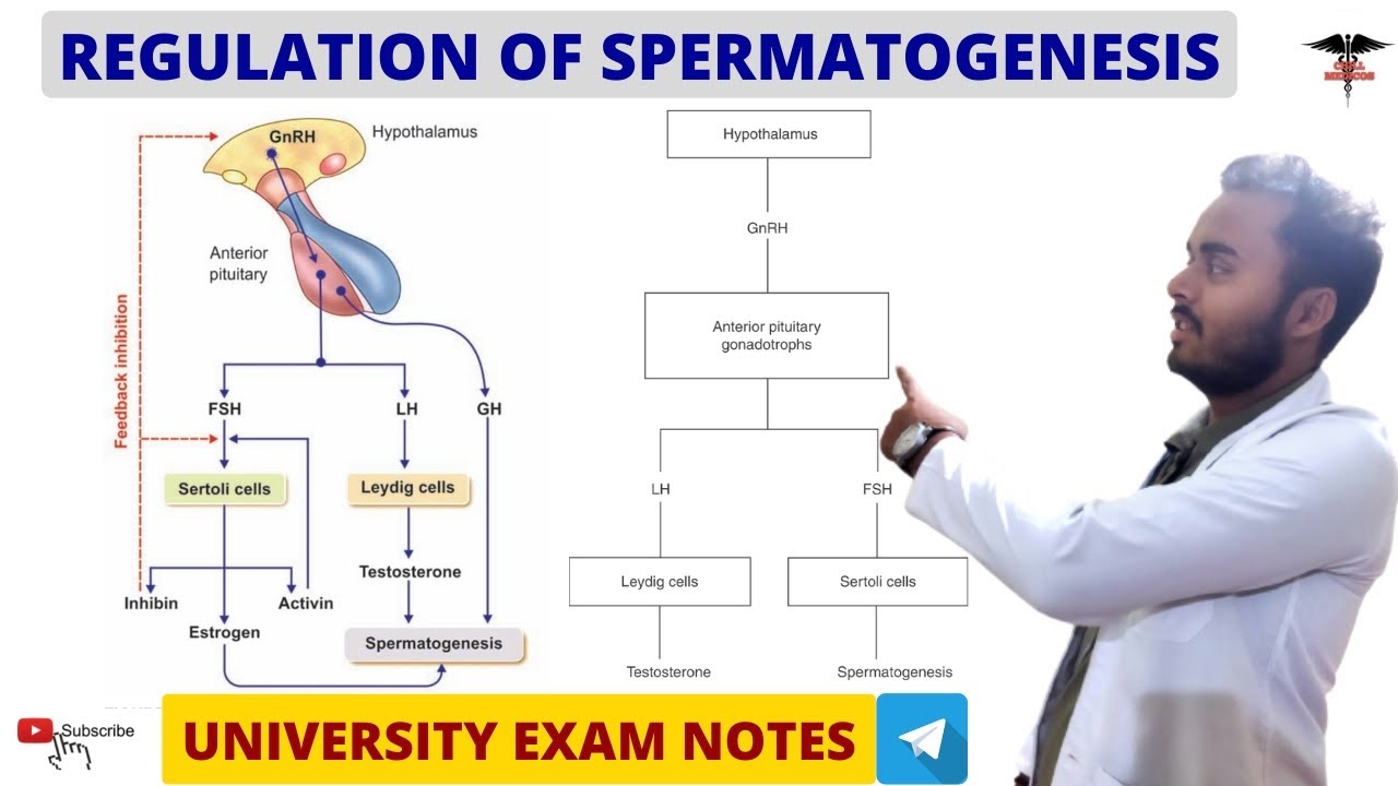 Regulation of Spermatogenesis || Representative System || mbbs ...
