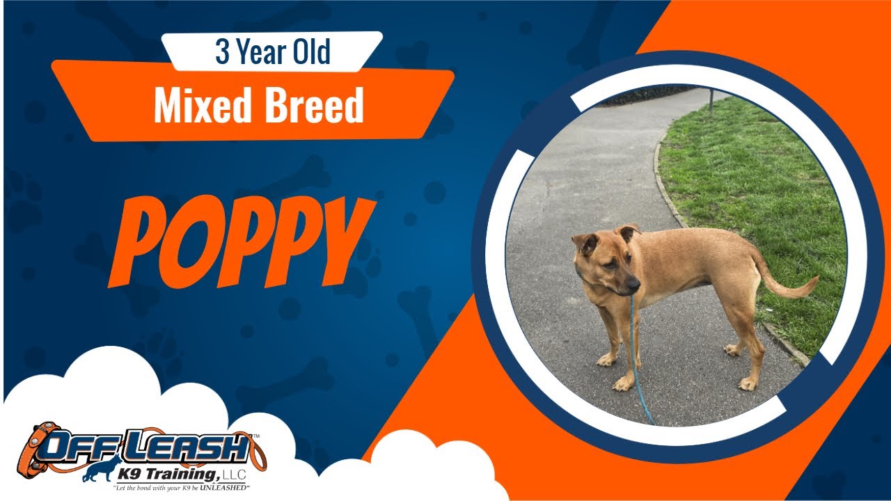 Best Mixed Breed Dog Training | Poppy | Dog Training in London - YouTube
