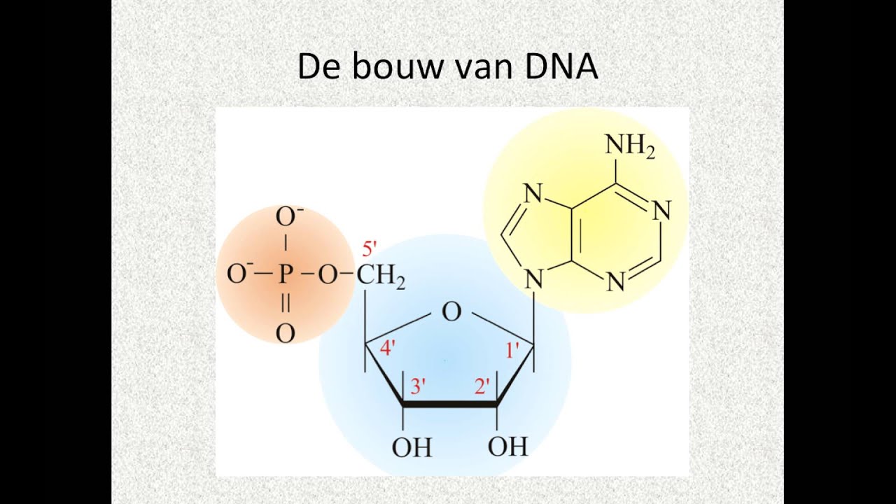 1. DNA Functie en Bouw - YouTube