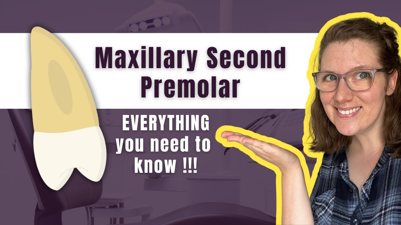 Maxillary Second Premolar | The Definitive Tooth Anatomy Study Guide ...