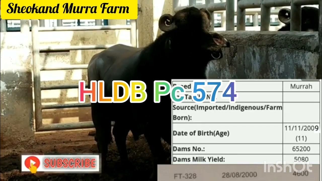 🏆🏆आईए जानते हैं #pc 574 #bull के बारे में इसकी झोटी ने #hldb में कितना दुध रिकॉर्ड करवाया 🙏🙏🙏 ...