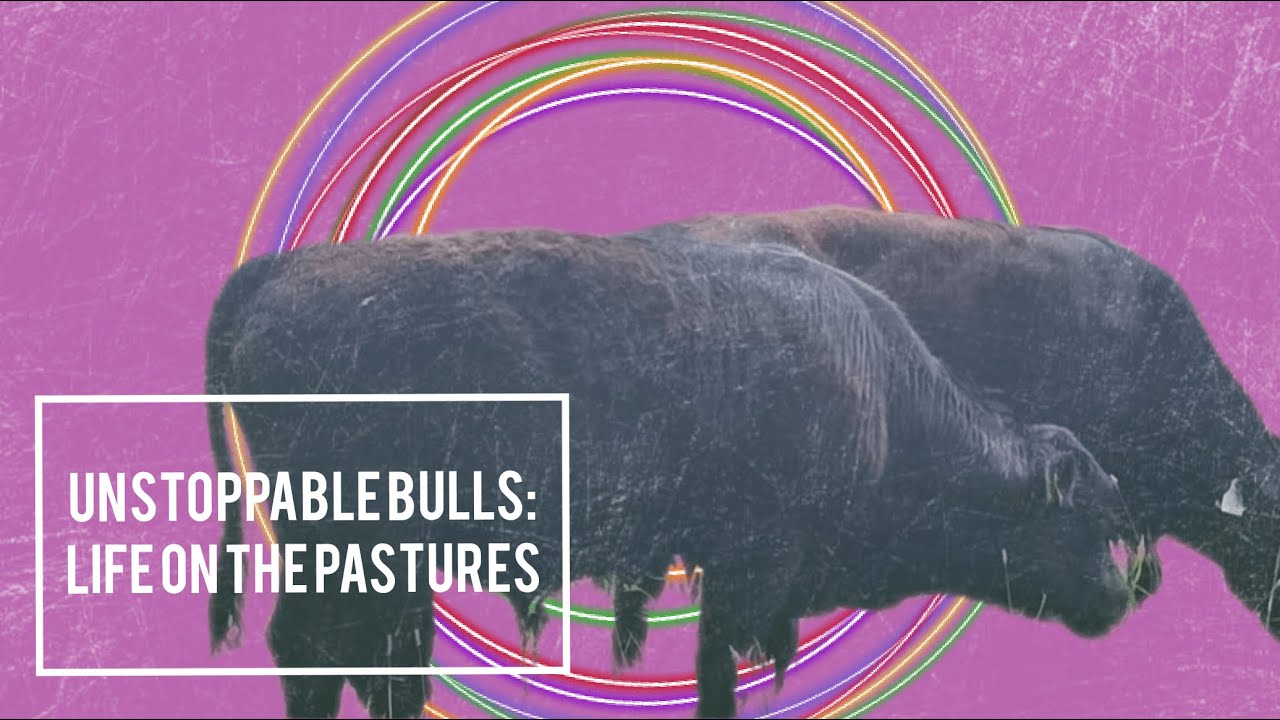 Bovine Diaries: Unstoppable bulls: Life on the pastures. Farm life ...