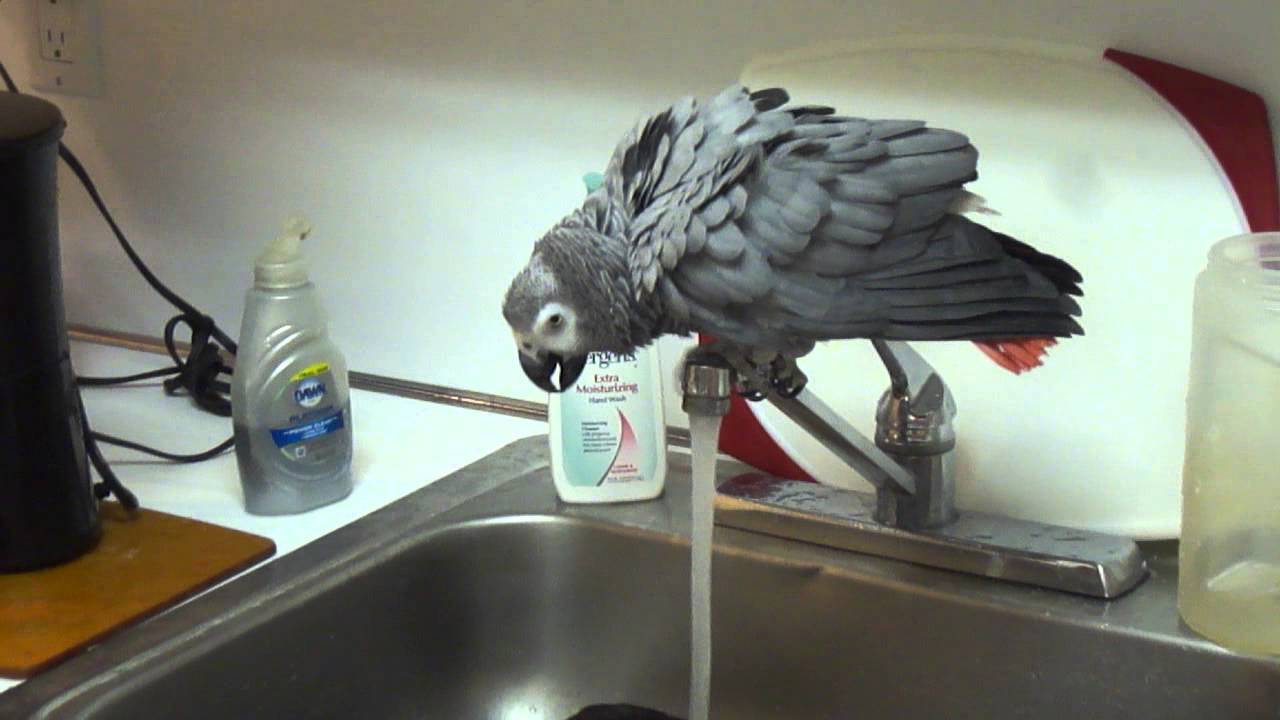 #African Greay Parrot Washing in Sink. The great Moody Bird So cute ...