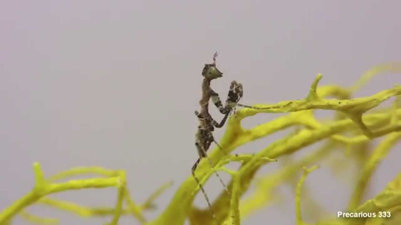 Moss Mantis fresh hatch - YouTube