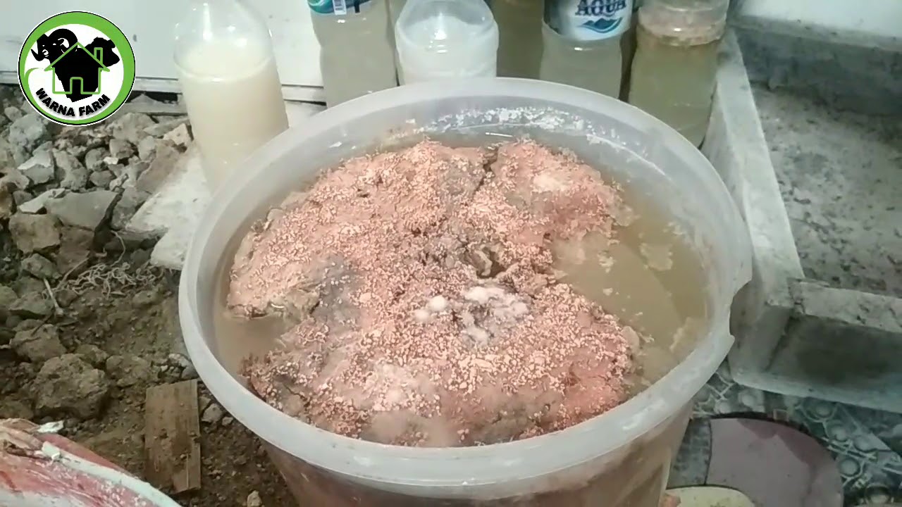 PANEN JAMUR JAKABA SETIAP HARI | PERTANIAN ORGANIK | PUPUK ORGANIK ...