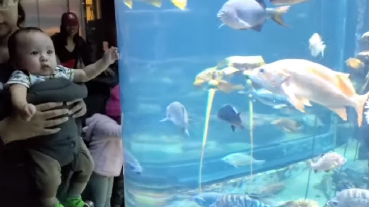 Fish Didn't Want To Leave This Baby During His First Aquarium Visit ...