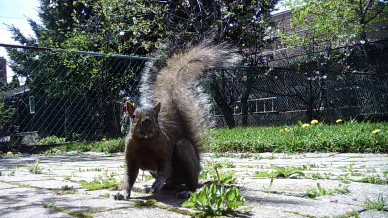 energetic grey squirrel - YouTube