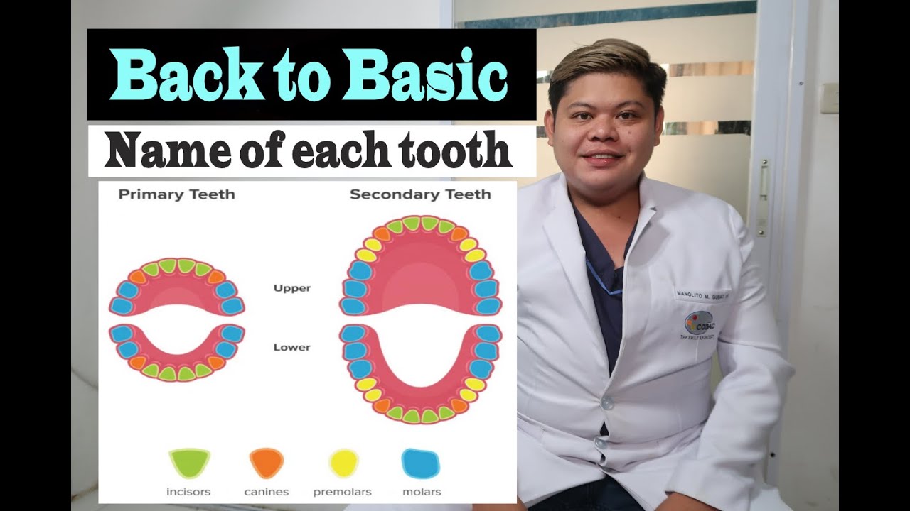 TOOTH NAME | TEETH NAMES | INCISORS | CANINES | PREMOLARS | MOLARS ...