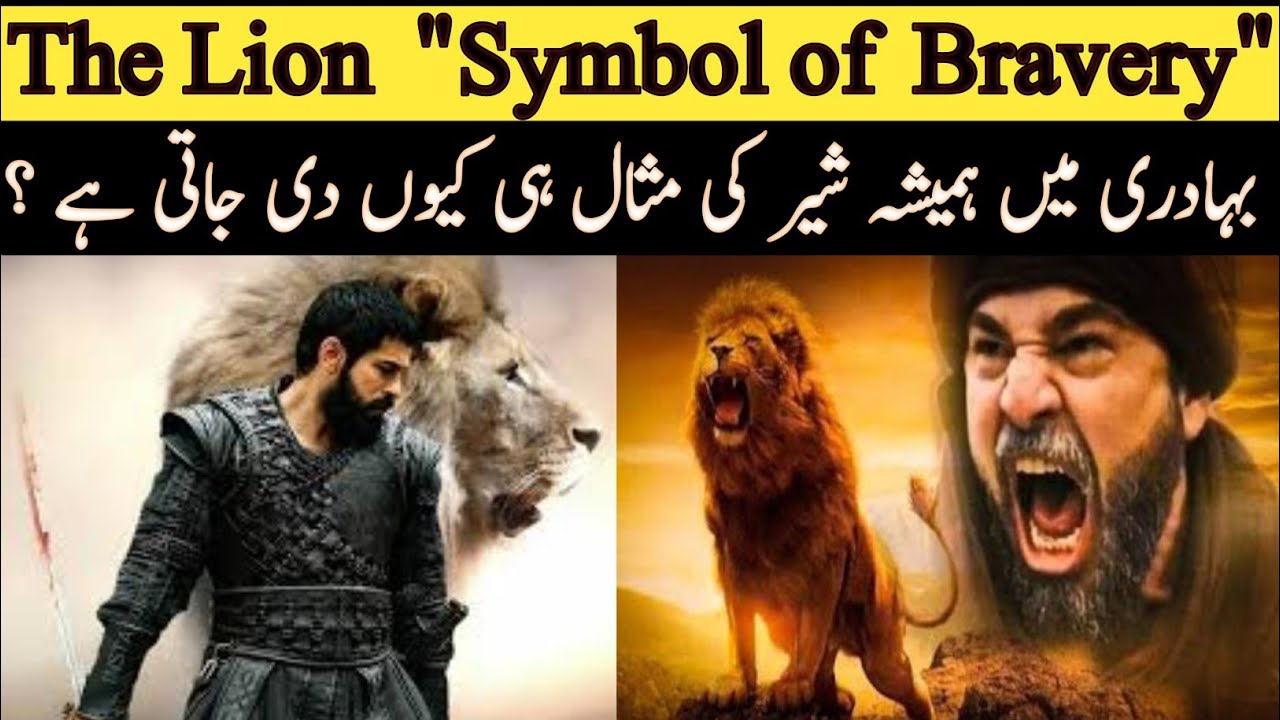 The Lion as symbol of Bravery || Why Lion is the king of jungle ...