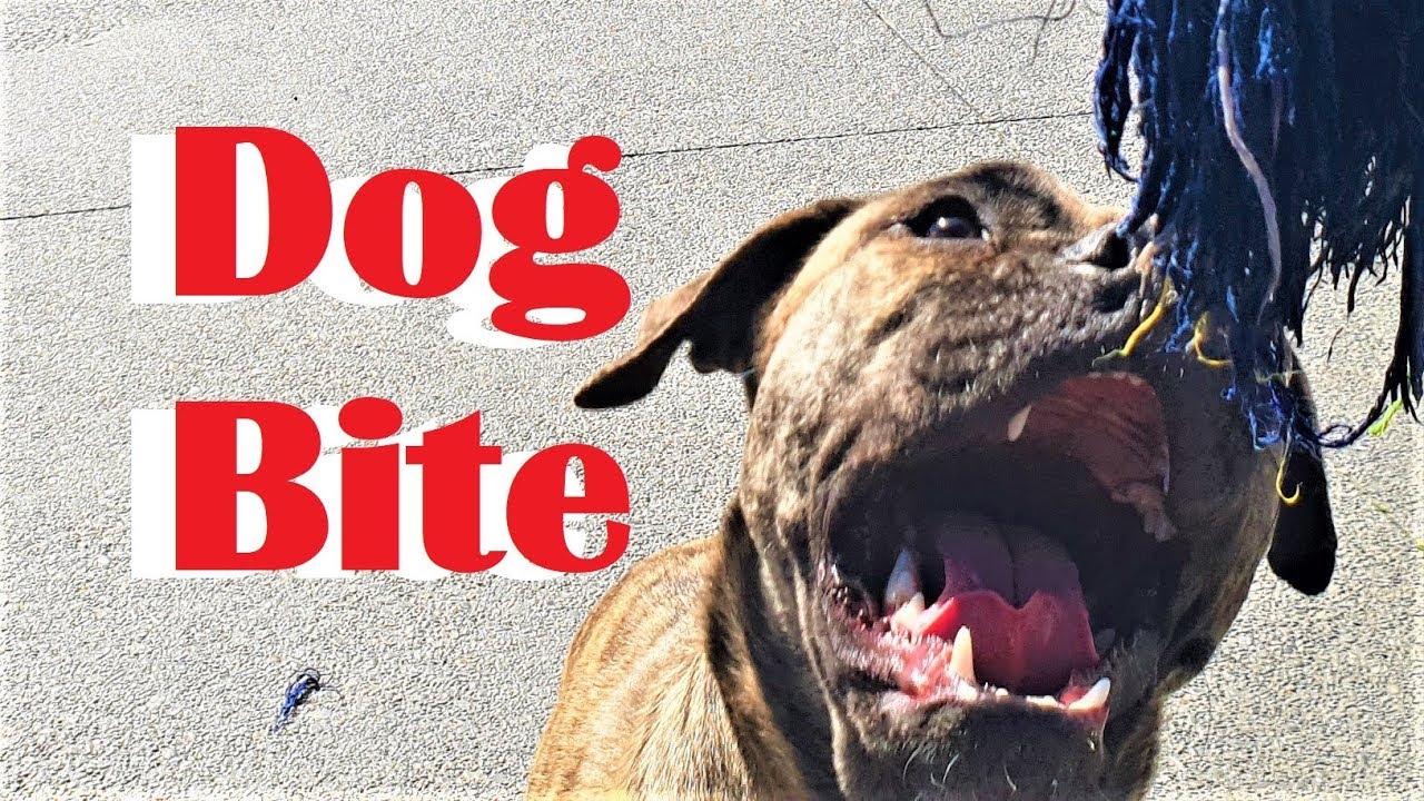 Discipline Protection Guard Dog Bite Works Training - YouTube