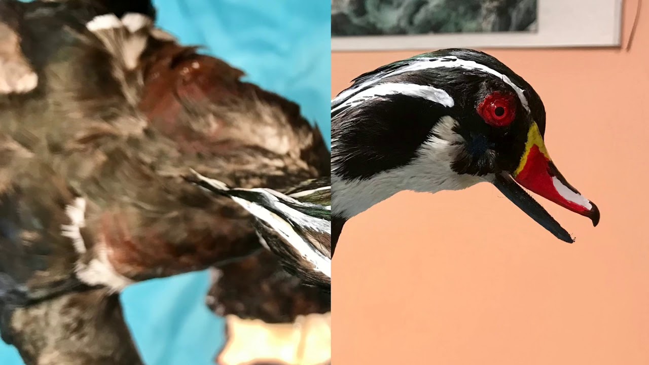 First taxidermy - YouTube