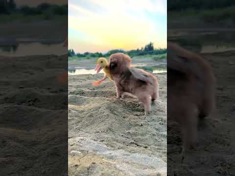 Cute Dogs Trying Too Hard To Be Funny - #ShortVideo #FunnyVideo #Cute
