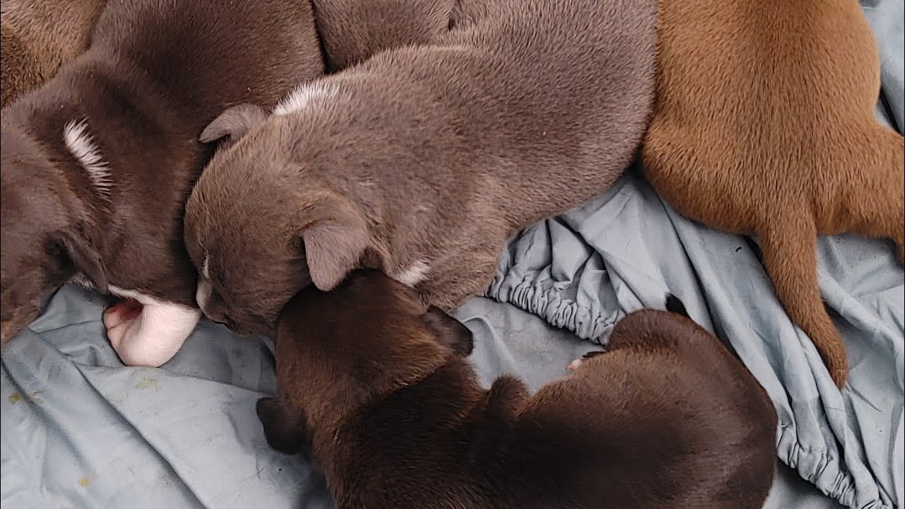 Pocket Bully Puppies At Hard Cut Bully Kennels #americanbully # ...