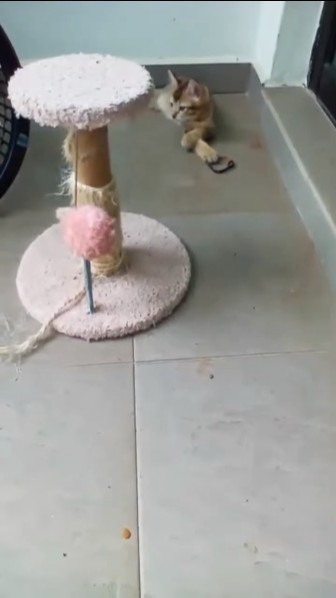 Time Machine Cats !!!! Longest Daily Cat's Story - YouTube