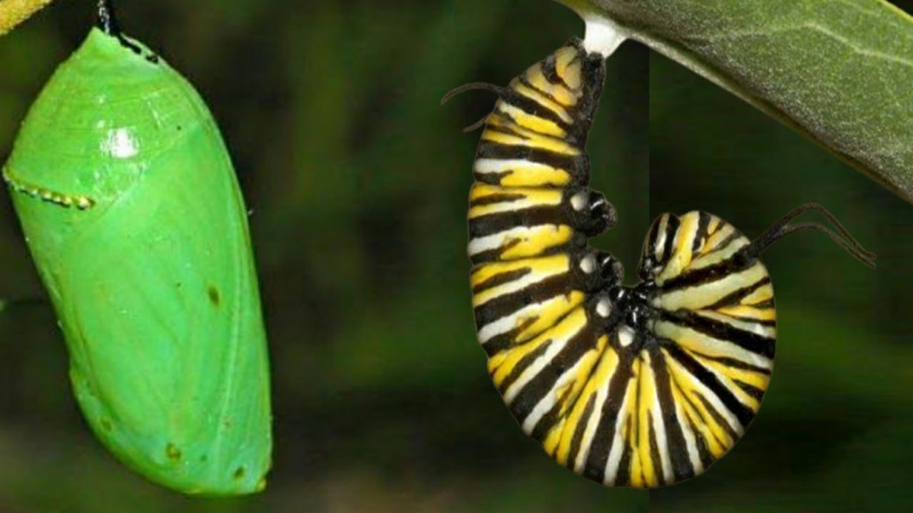 Monarch Butterfly Metamorphosis time-lapse - YouTube