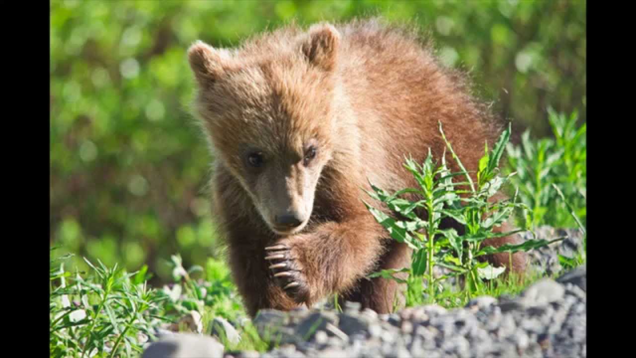 The Wilderness Act of 1964: The Right to Experience, The Responsibility ...
