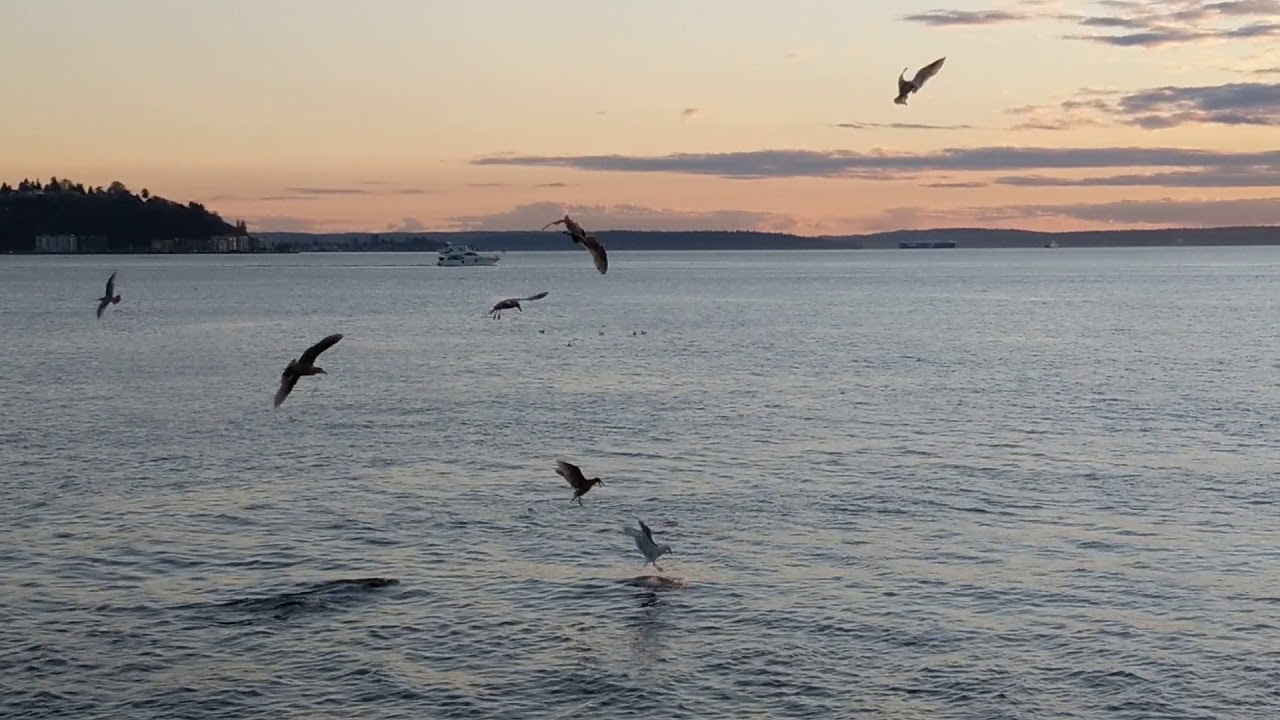 Seattle Seals, Puget Sound - YouTube
