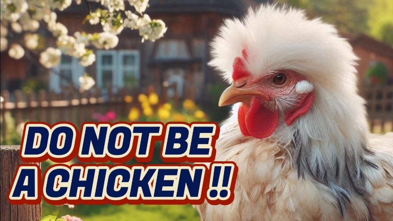 What is the word meaning of being a chicken? - YouTube