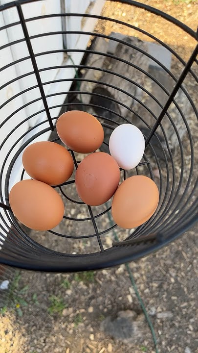 Get the eggs w/ me! - YouTube