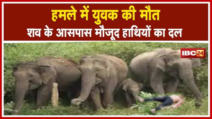 Kerala Elephant Attack Youtube