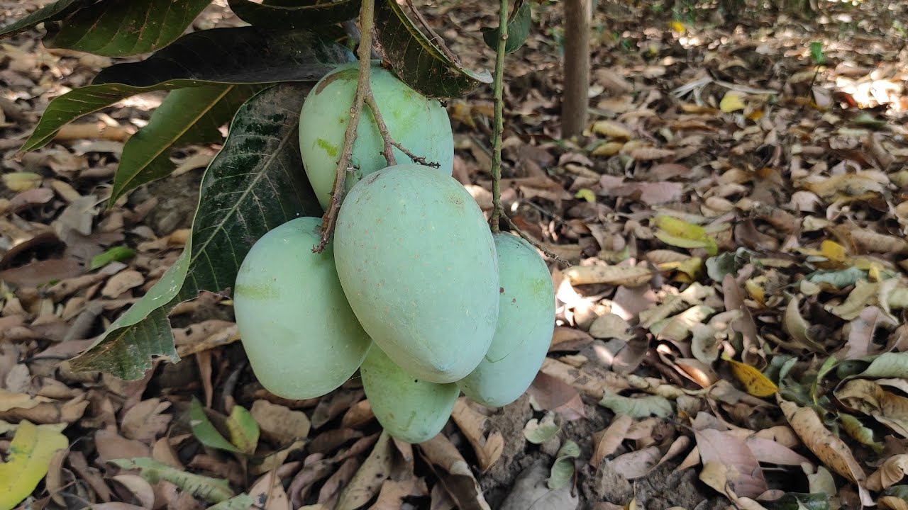 langda mango tree/लंगड़ा आम का पेड़ - YouTube