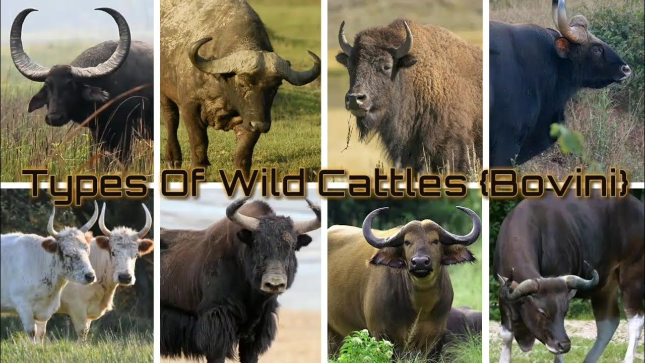 Types Of Wild Cattles - YouTube