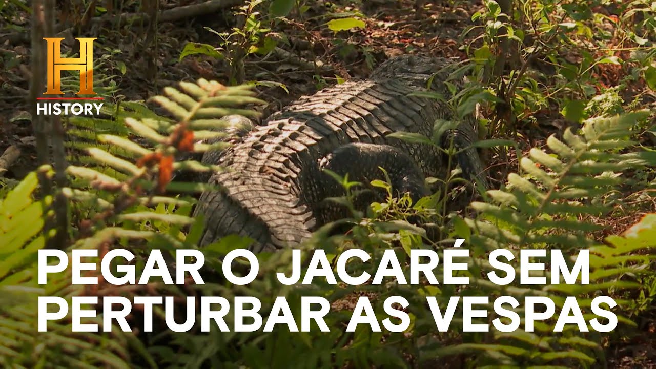 Pegar o jacaré sem perturbar as vespas | MERGULHADOS NO PÂNTANO ...