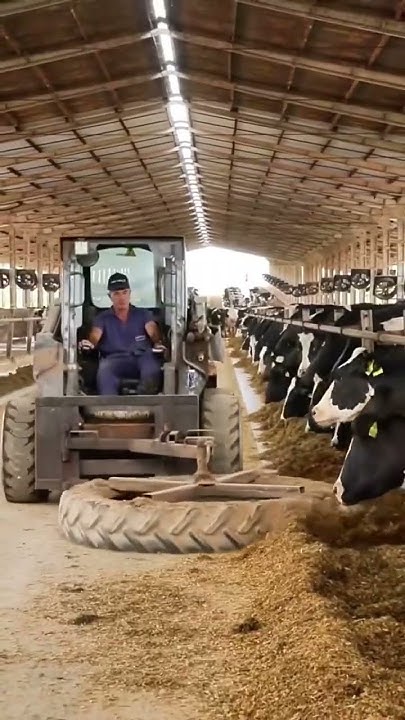 The process of feeding alfalfa to dairy cows in the cowshed - YouTube