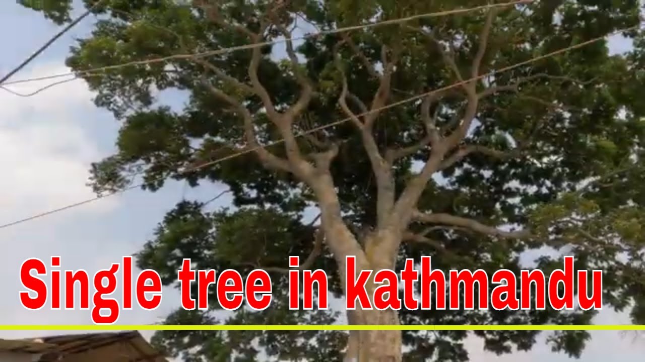 Single tree in kathmandu | Single Tree Hill | Ghartivlogs - YouTube