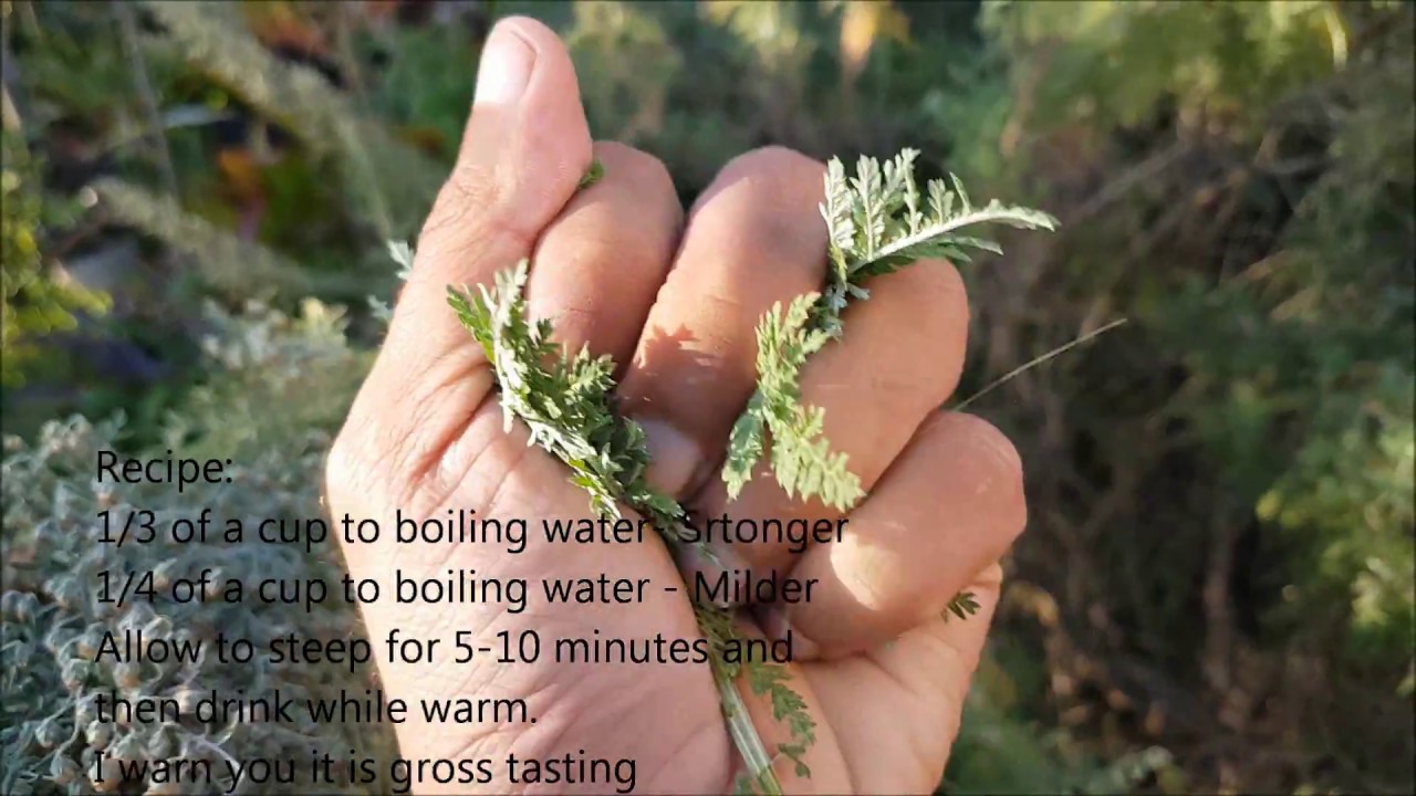 Gardening with Gabriel-Artemisia afra the African Wormwood - YouTube