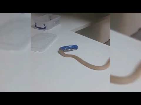 Aref Herkesi Kandırdı mı? İşte Kobranın Arefi Isırma Anı