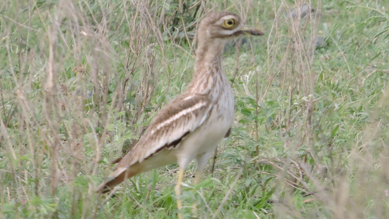 The Indian Thick-Knee | Indian Stone-curlew | Burhinus (oedicnemus ...