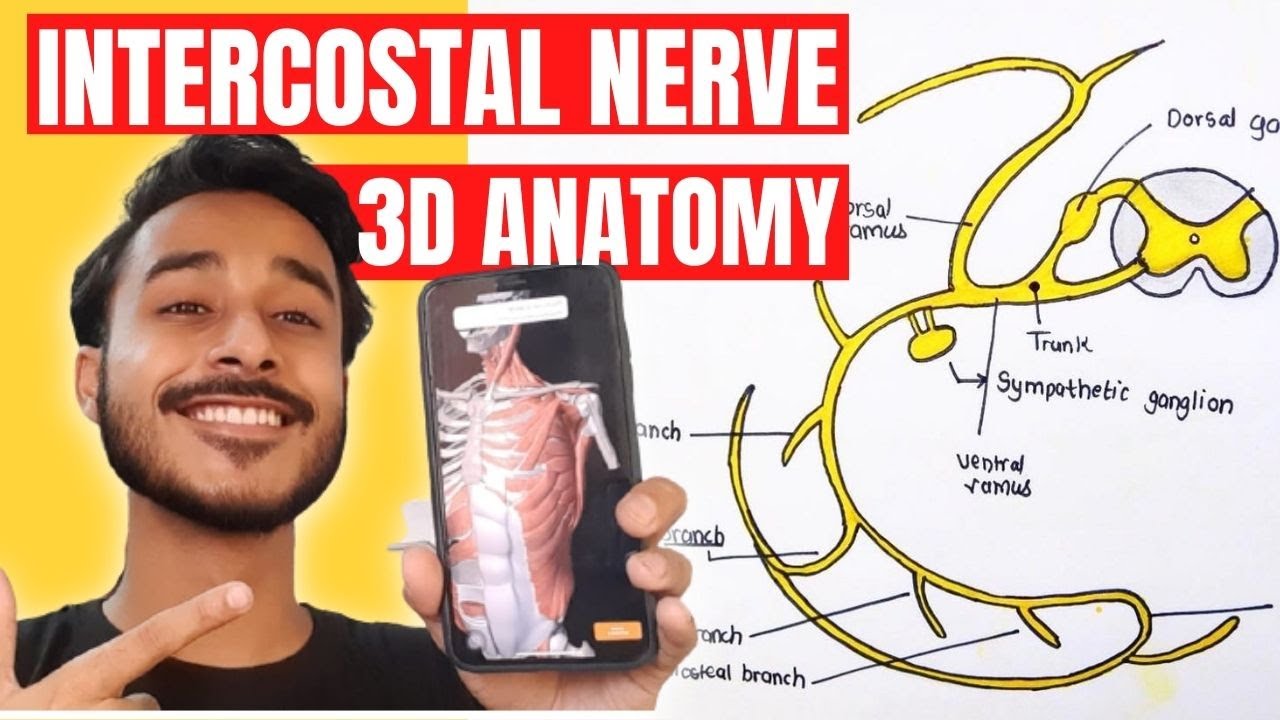 Typical intercostal nerve anatomy 3d | intercostal nerve branches ...
