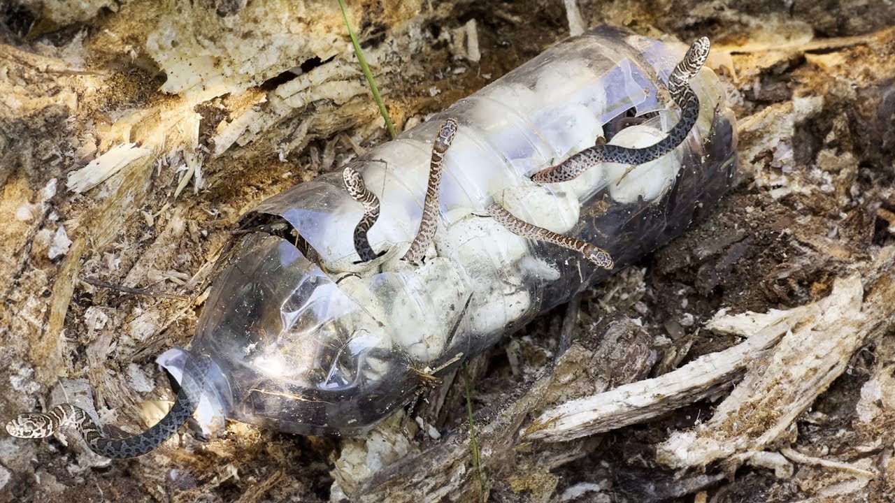 This Bottle Trick Saved 30 Baby Snakes Lives! - YouTube