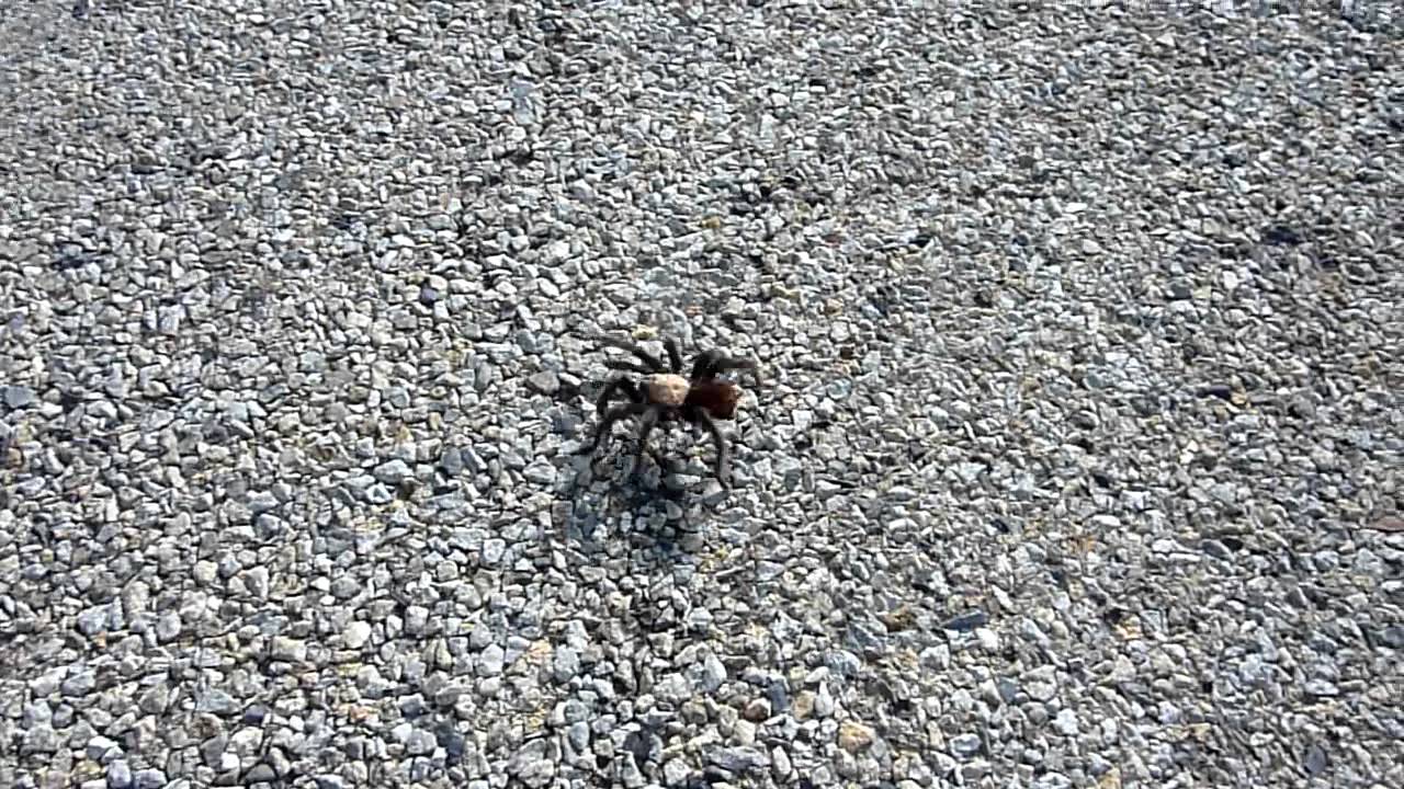 Tarantula crossing road near Madrid, NM - YouTube